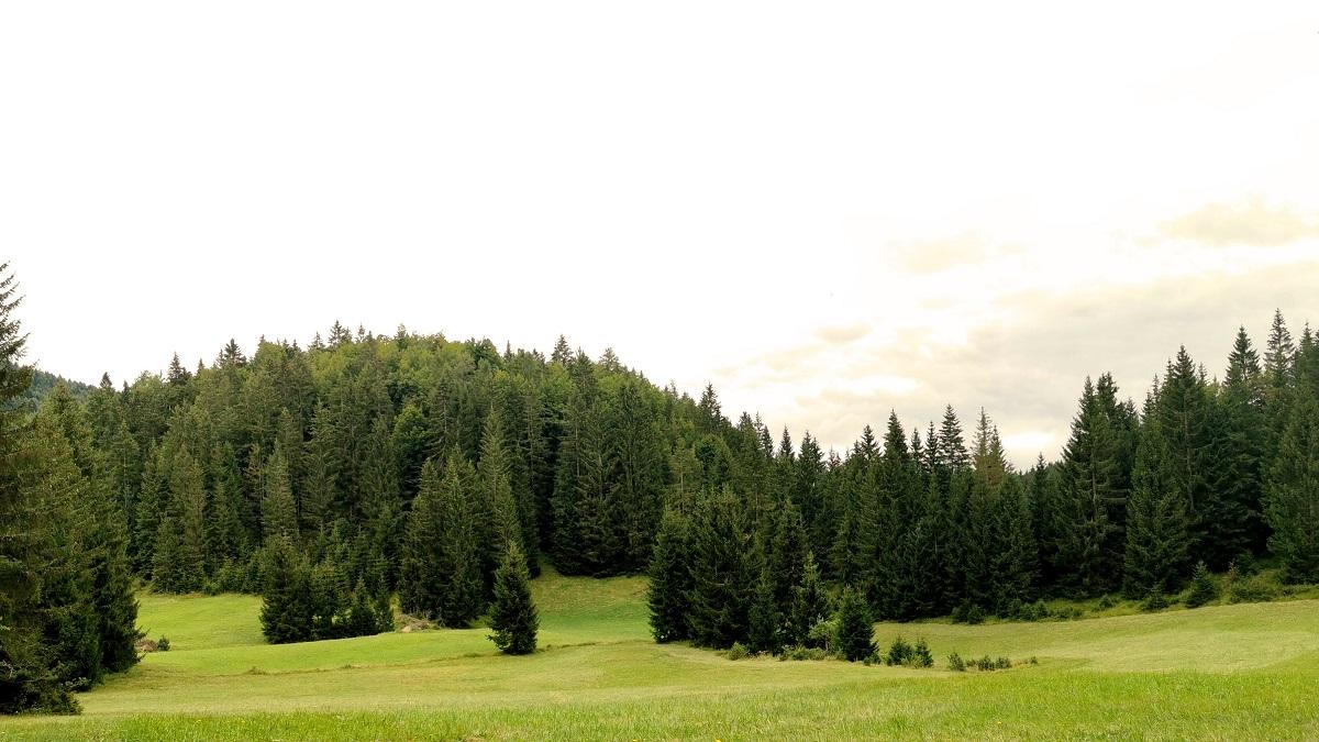 Pripravi svoje Kočevsko smrekovo mazilo - Smrekomaz